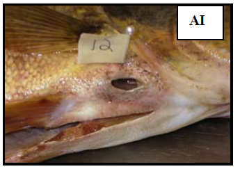 Great Lakes Fishery Commission - Lamprey Mark Classification Quiz