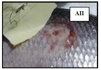 Great Lakes Fishery Commission - Lamprey Mark Classification Quiz