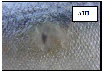 Great Lakes Fishery Commission - Lamprey Mark Classification Quiz