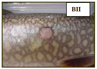 Great Lakes Fishery Commission - Lamprey Mark Classification Quiz