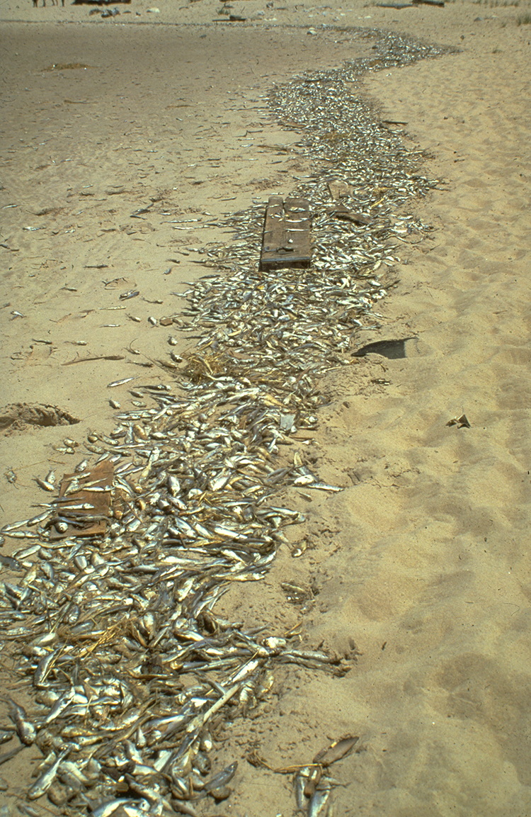 Great Lakes Fishery Commission - Invasive Species