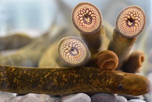 Great Lakes Fishery Commission - Pulse on Science: Project Spotlight